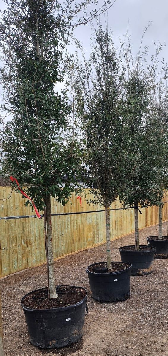 Live Oak – Planthropi