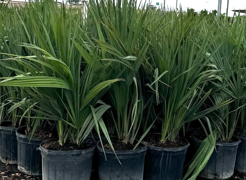 Dwarf Sabal Palm – Planthropi
