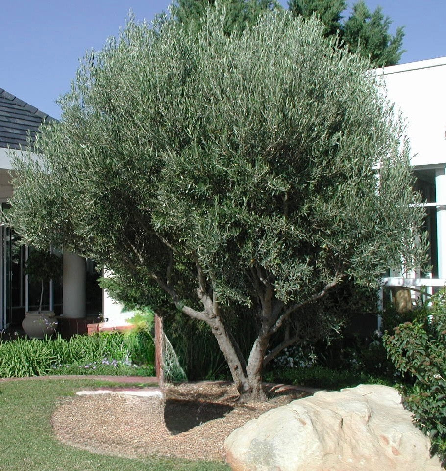 Olive Tree - Mission – Planthropi