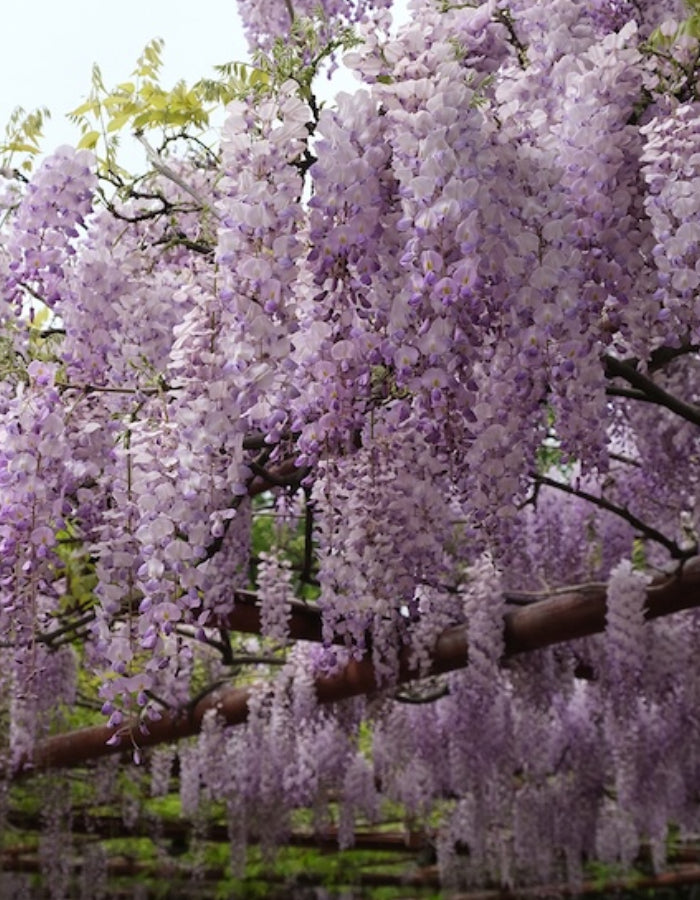 Wisteria Chinese Purple – Planthropi