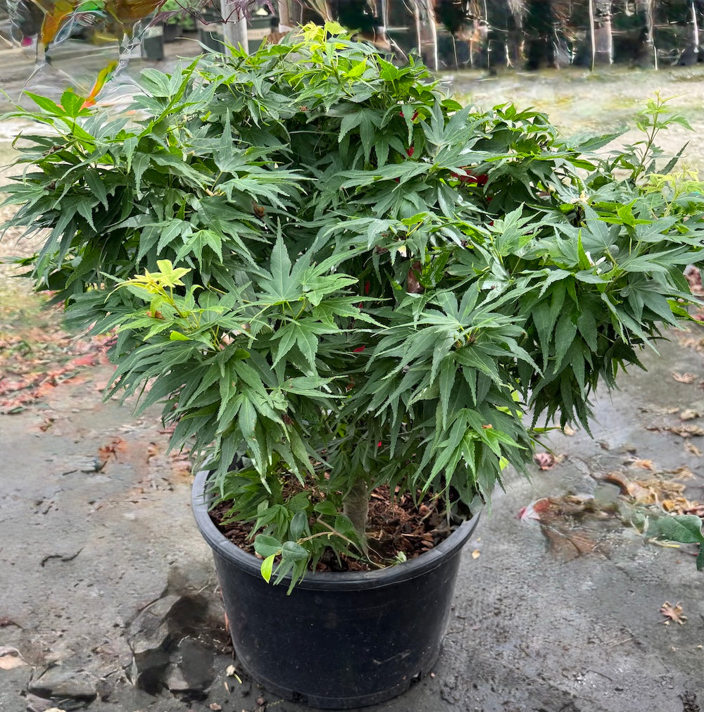 Japanese Maple ‘Mikawa Yatsubusa’ – Planthropi